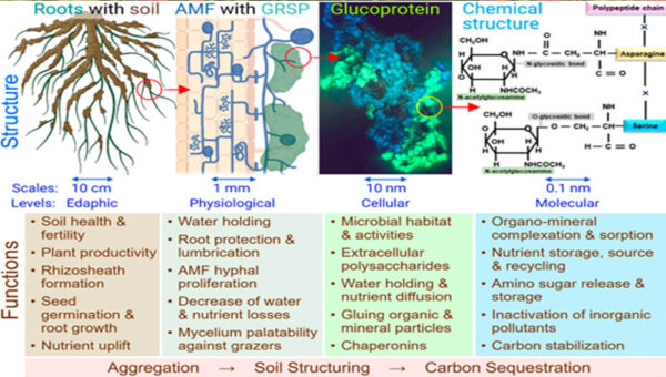 Glycoproteins for soil carbon sequestration | Clean Biotec